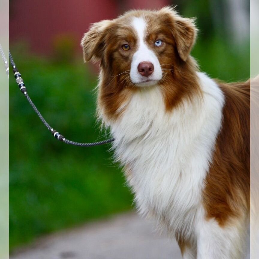 Австралийская овчарка, взрослая собака