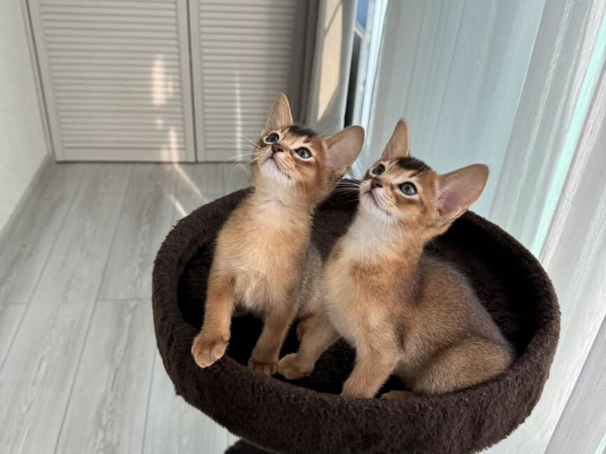 Абиссинские котята