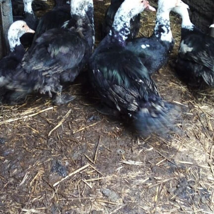 Домашнии инда утки