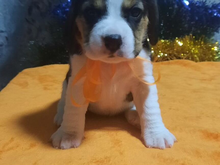 Прекрасные бигледетки