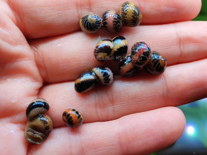 Улитка неретина тыкава