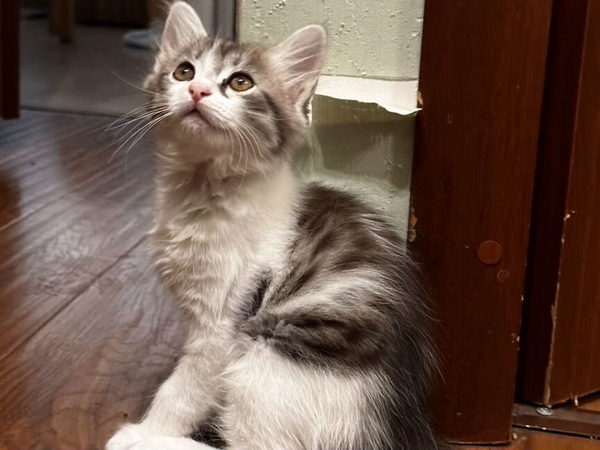 Котенок в добрые руки