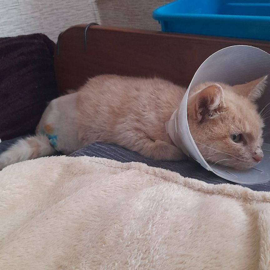 Кошка без ножки ищет дом