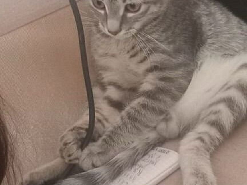 Отдам кота в добрые руки