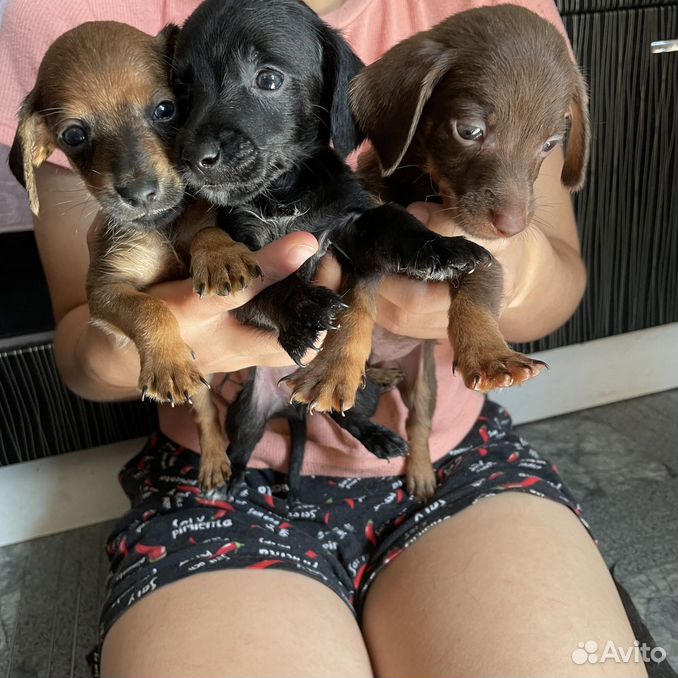 Продаются щенята