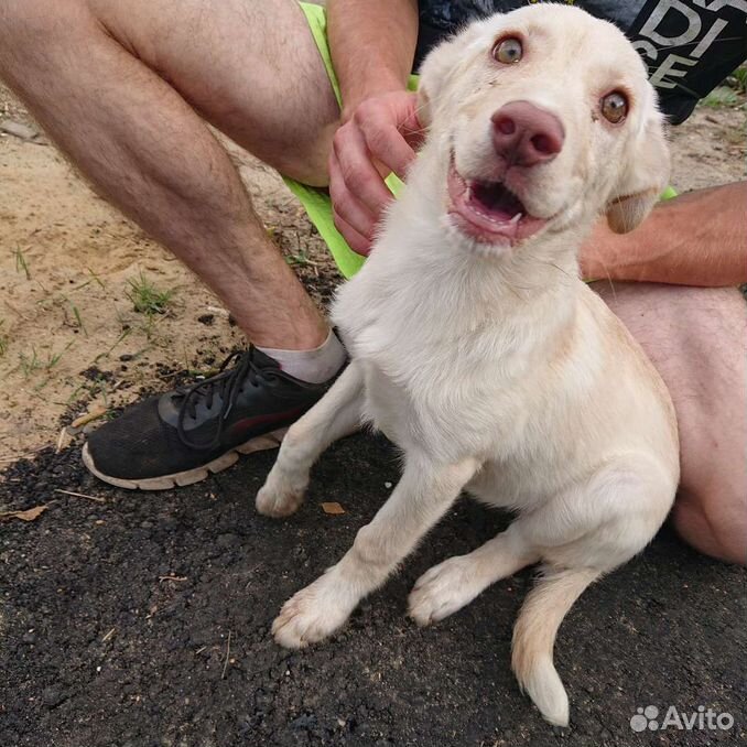 Крошке нужен дом