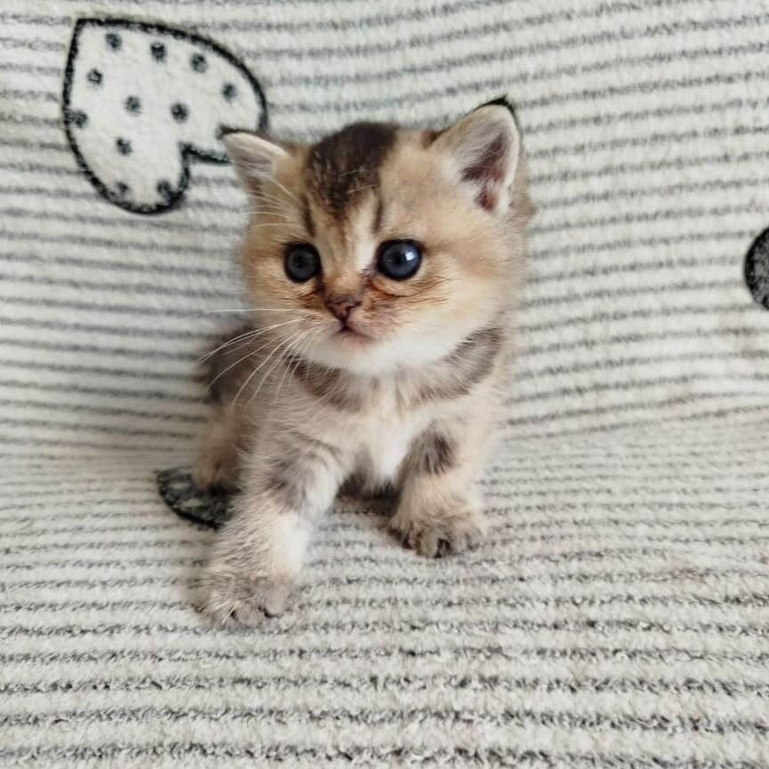 Шотландские котята золотая шиншилла