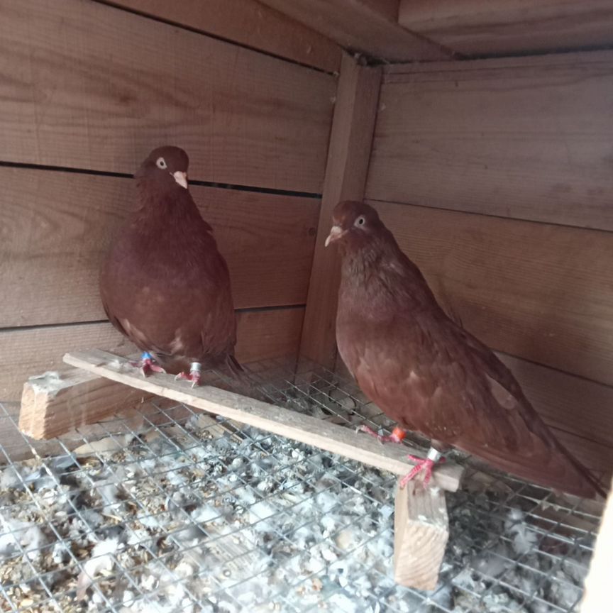 Пара Свердловских красных