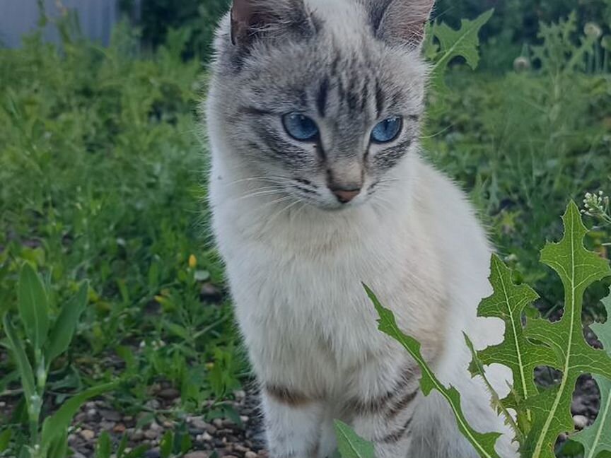 Породистая кошка подросток в добрые руки
