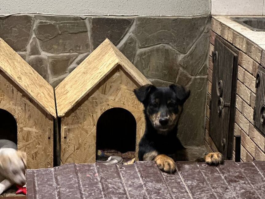 Щенок мальчик 7 месяцев