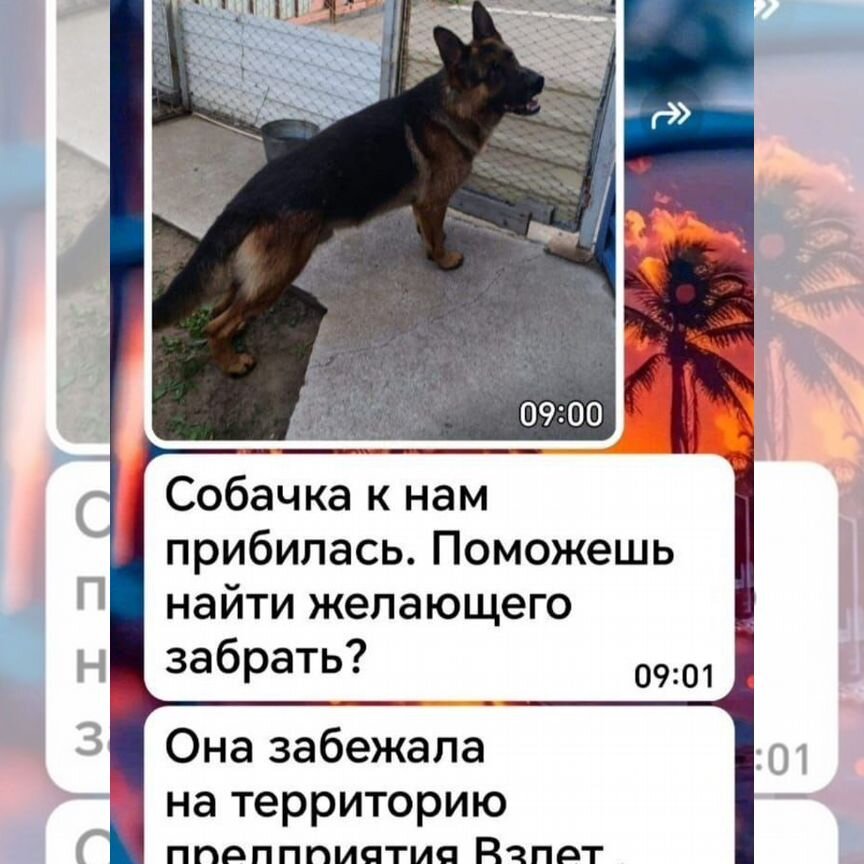 Найдена нем. Овчарка