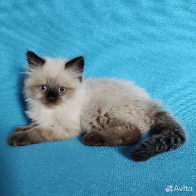 Британский дш котенок мальчик