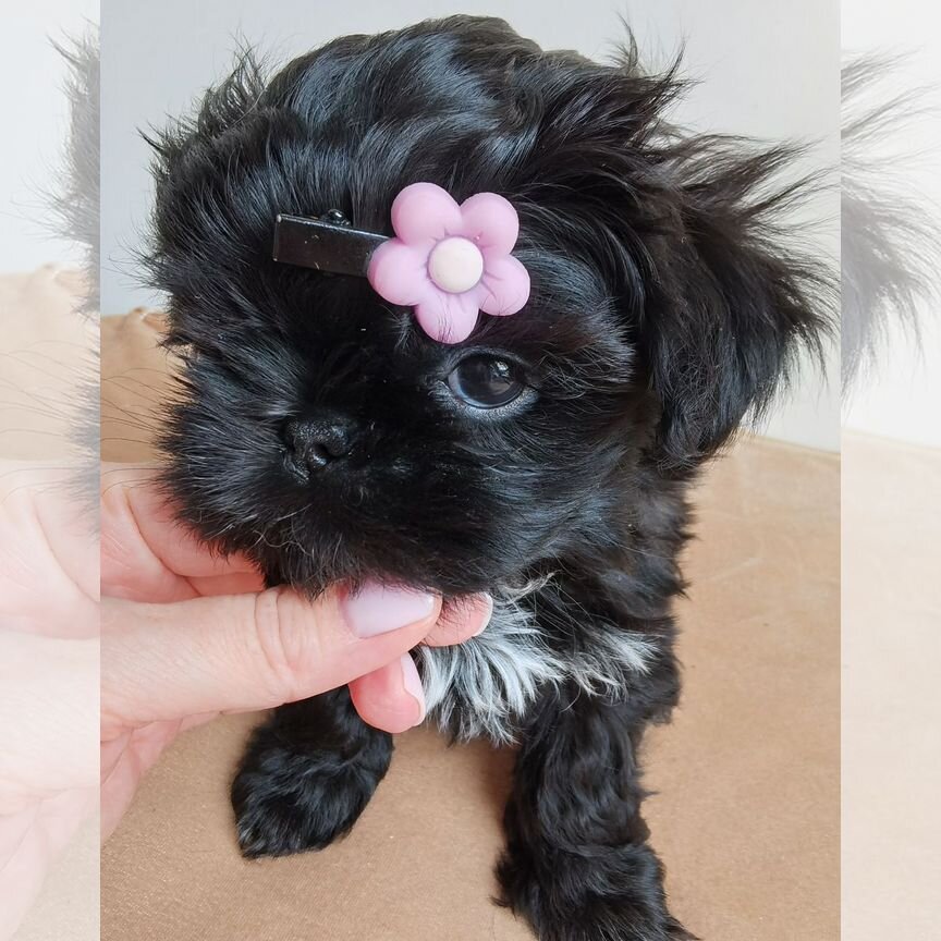 Щенок от частного владельца