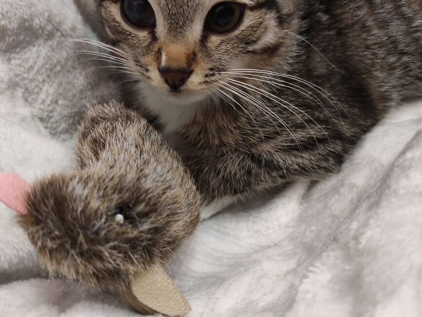 Котенок в добрые руки