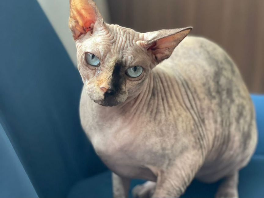 Кошка сфинкс
