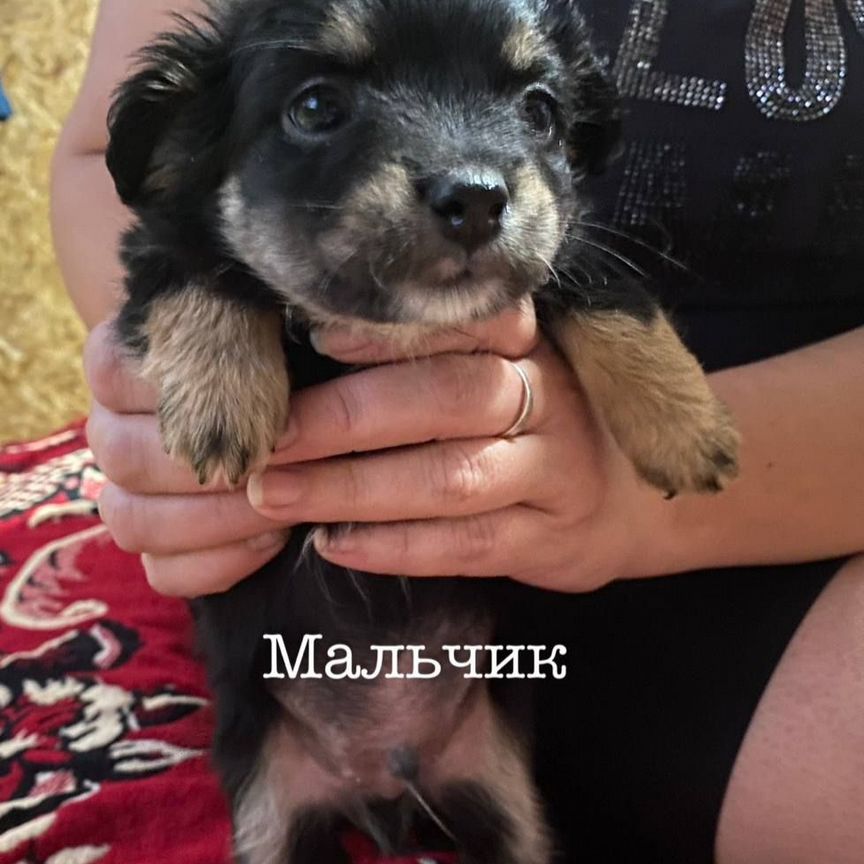 Той-Терьер щенки
