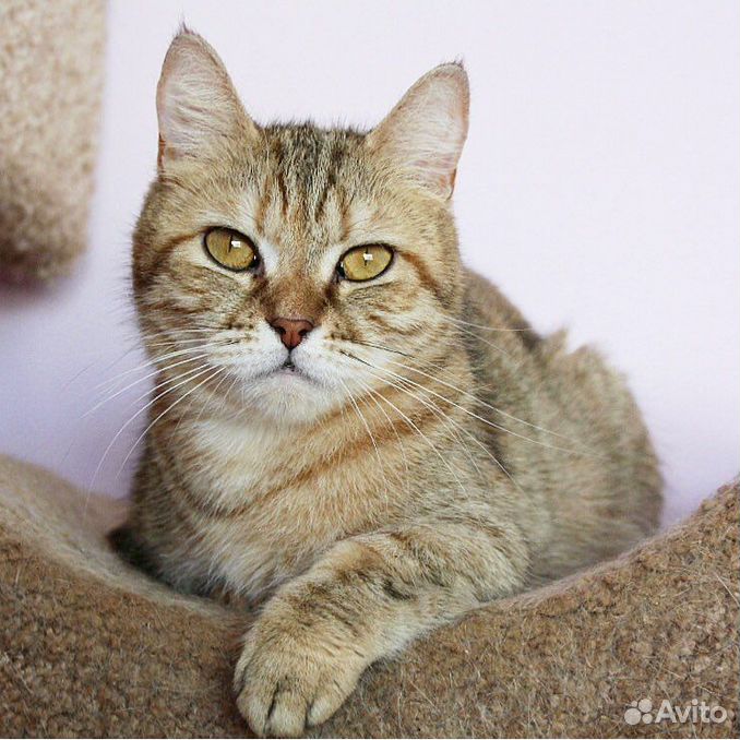 Кошечка на коротких лапках