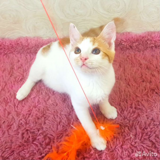 Котик рыжее солнышко