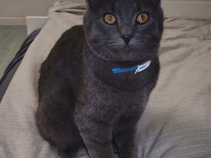 Русский голубой кот