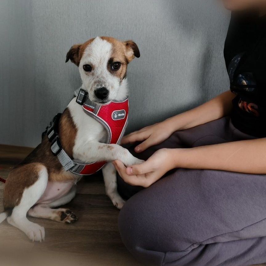 Щенок в добрые руки