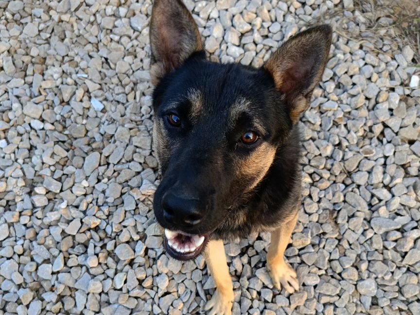 Собака в добрые руки