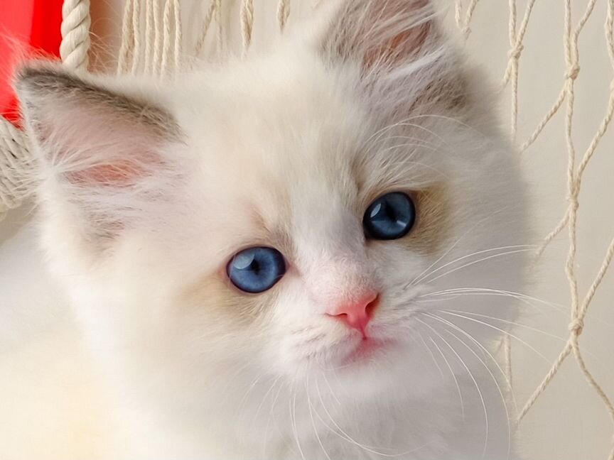 Рэгдолл (ragdoll) мальчик от домашнего питомника