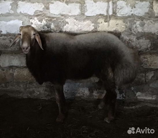 Курдючный баран на осеменение2,5года,живой вес 300