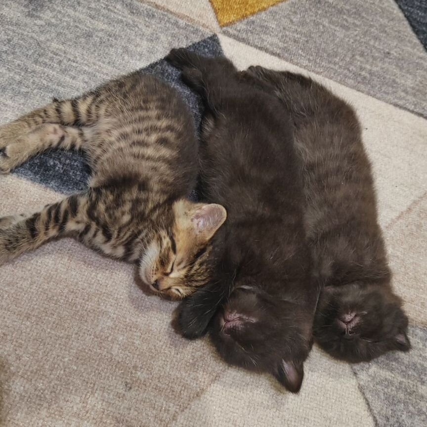 Котята в добрые руки 2 кота и 1 кошечка)