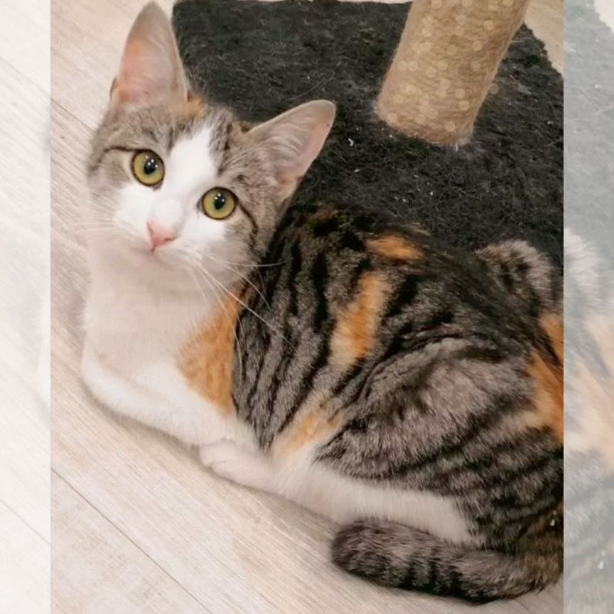 Юная,красивая,зеленоглазая кошечка