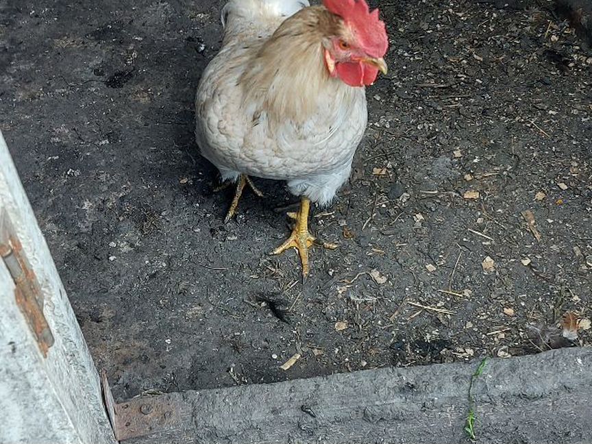 Петух, цыплята молодки