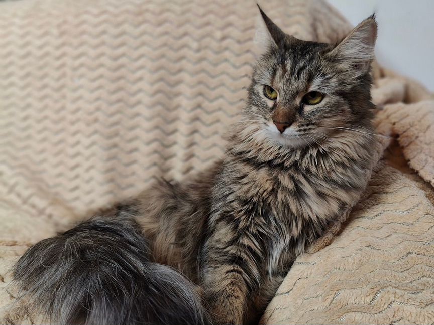 Ищет дом шикарный котенок Сафира