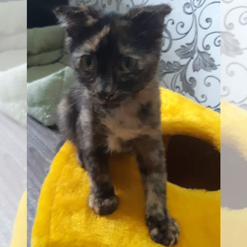 Ищем хозяина