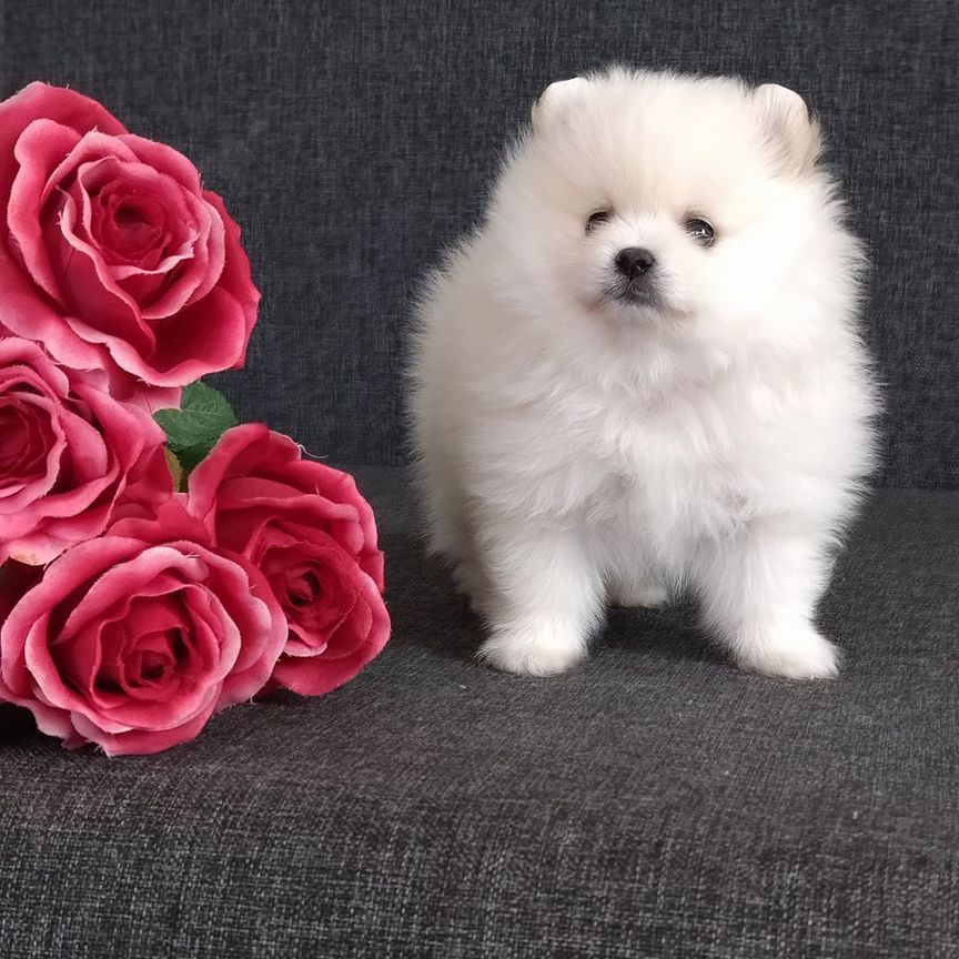 Девочка помераночка