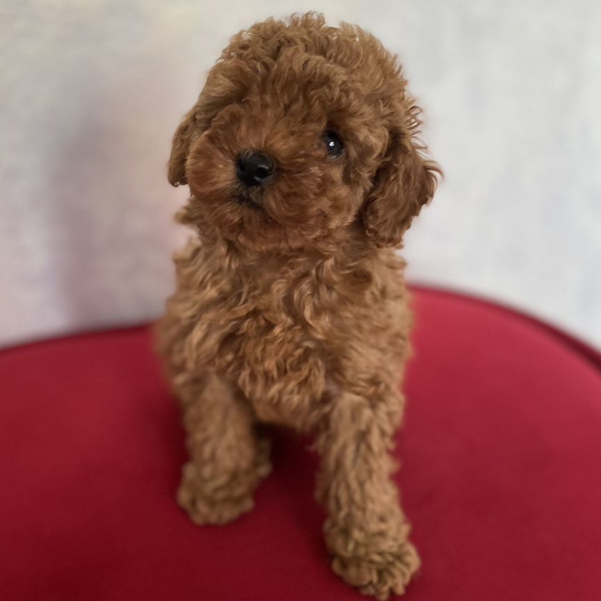 Той-пудель, щенок