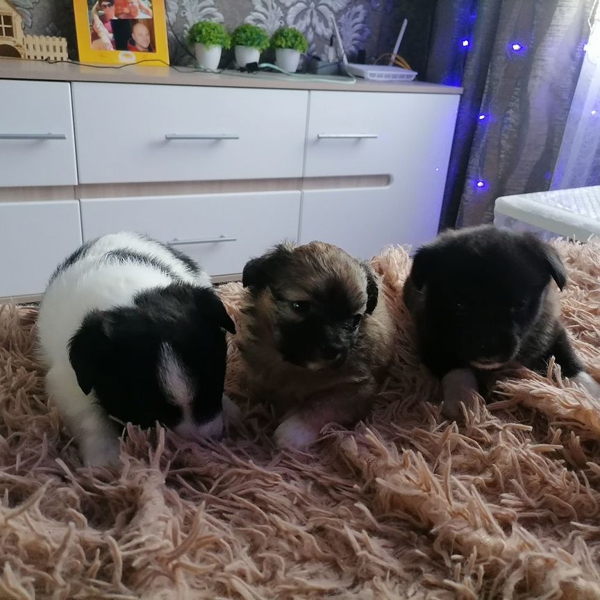 Отдам щенят в добрые руки Щенкам 1 месяц