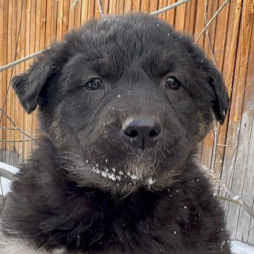 Щенок девочка