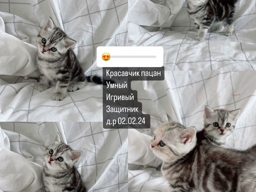 Шатланские котята