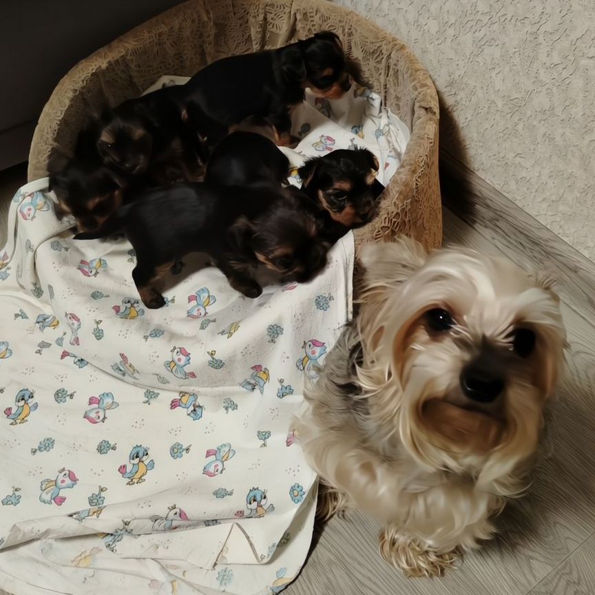 Йоркширский терьер, щенок