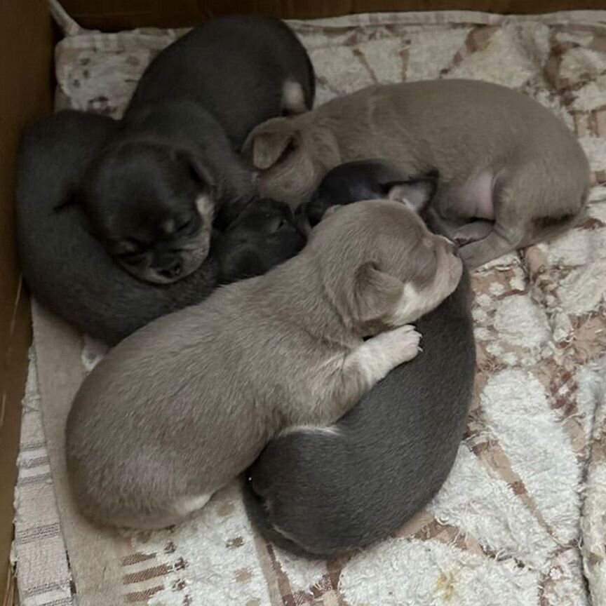 Щенки чихуахуа