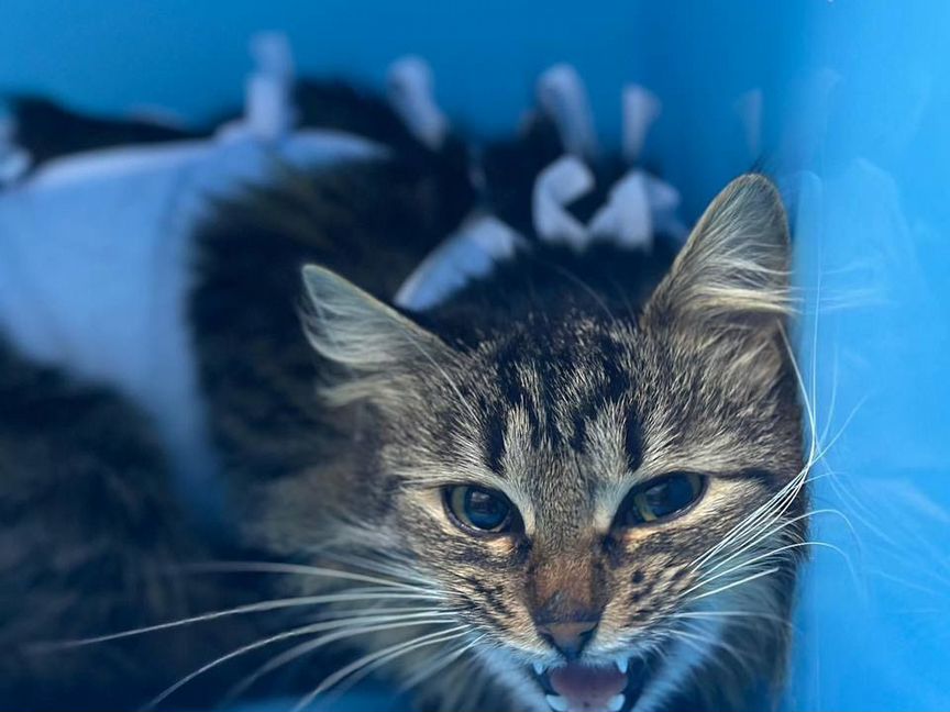 Кошка завтра потеряет надежду