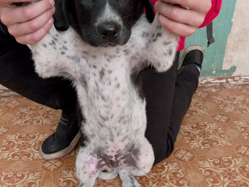 Щенки в дар