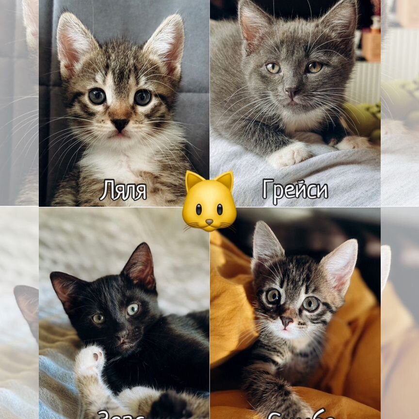 Домашние котята в добрые руки