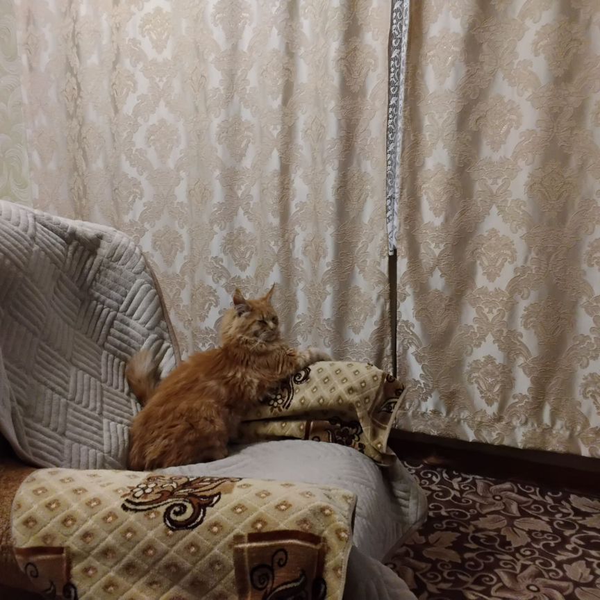 Мейн-кун котёнок