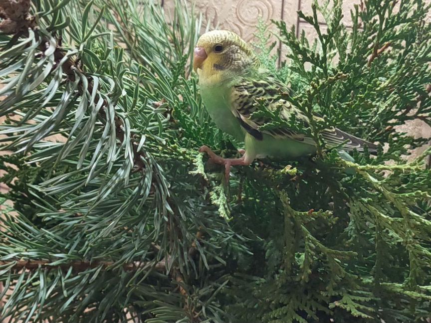 Волнистый попугай