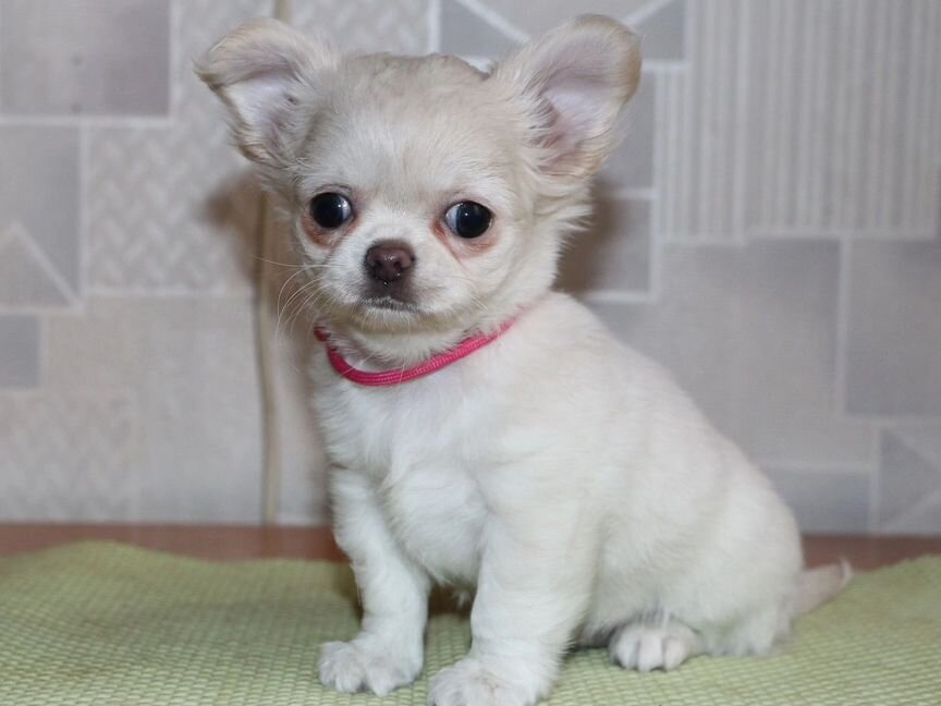 Красотка, девочка чихуахуа дш