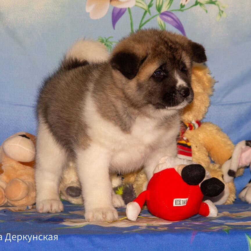 Щенок ам.акиты, девочка 1,5 мес