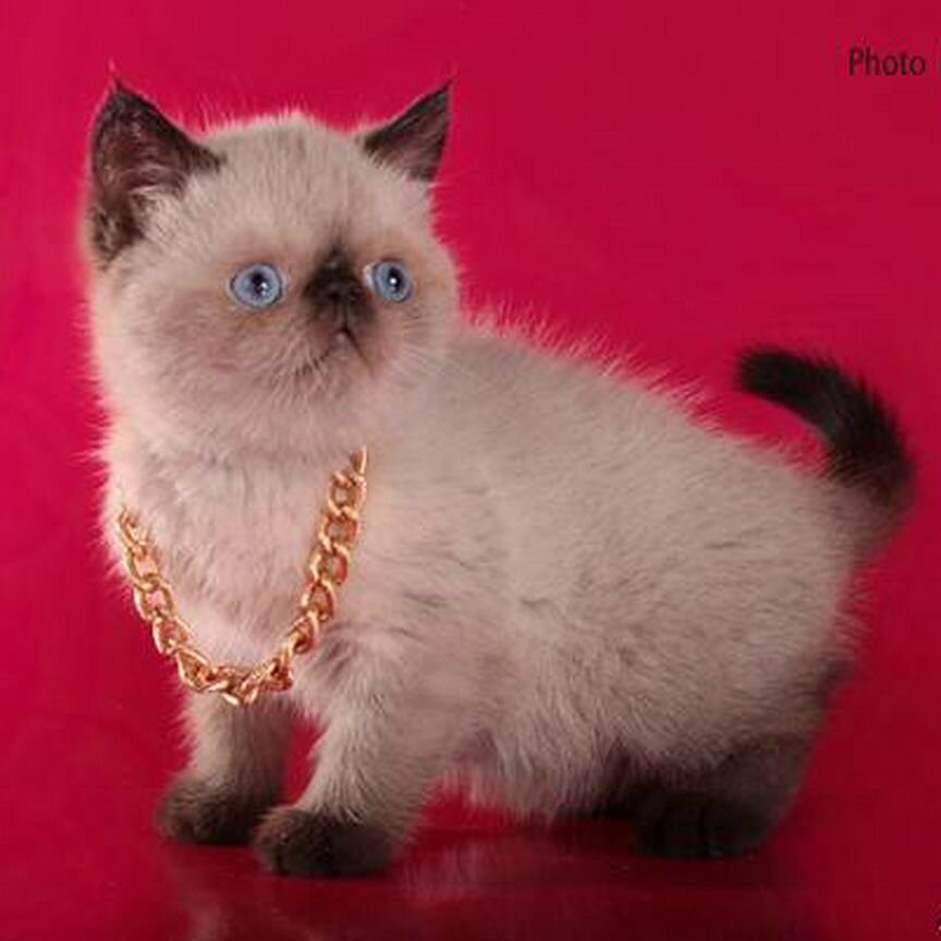 Котята шоу класс