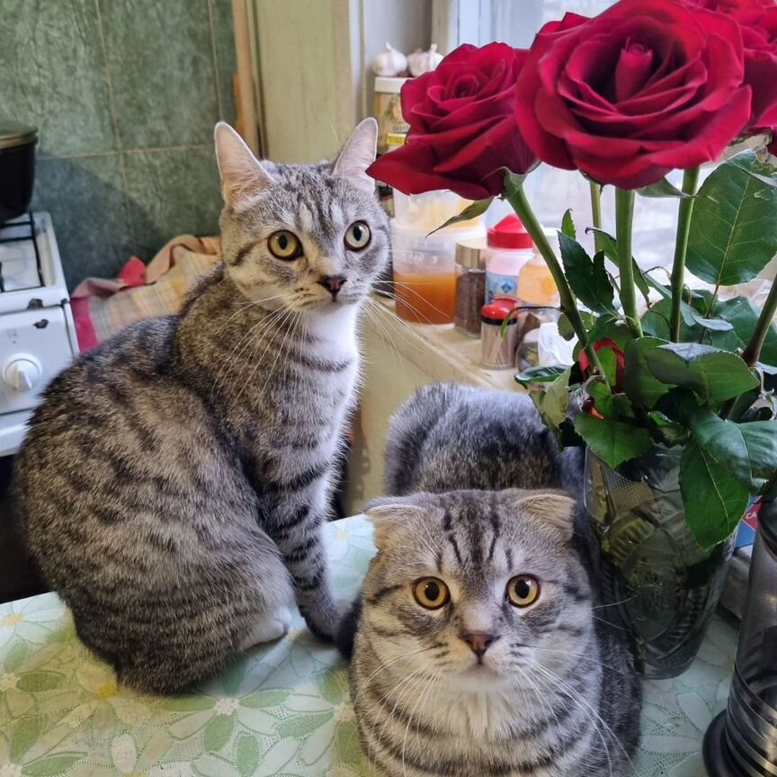 Британская короткошерстная кошка