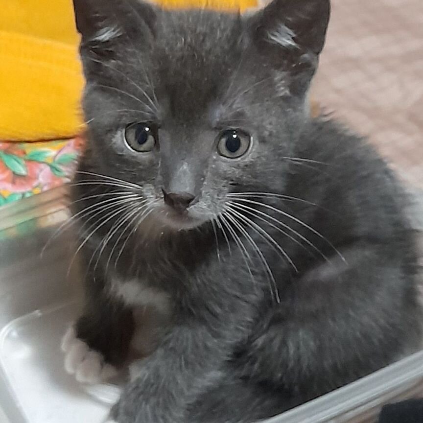 Отдам котят в добрые руки