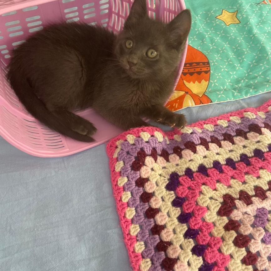 Котята